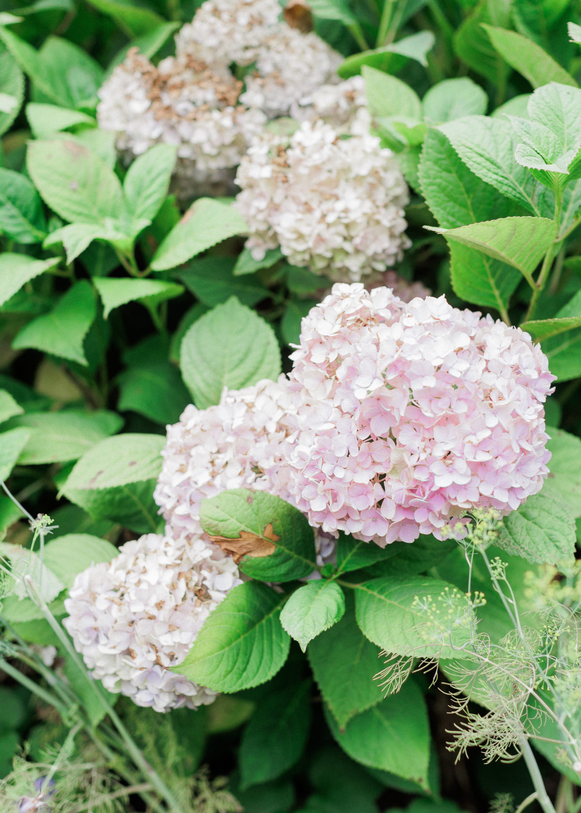 Summer Princeton University Garden Engagement | Alexa Lynn Photography ...